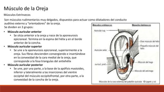 Aula II (cara) | PPTX
