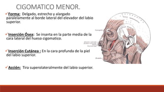 Aula II (cara) | PPTX