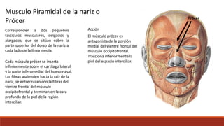 Aula II (cara) | PPTX