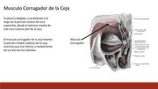 Aula II (cara) | PPTX