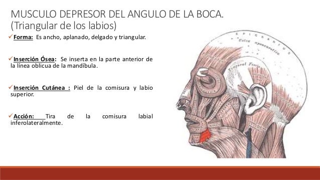 Aula II (cara)
