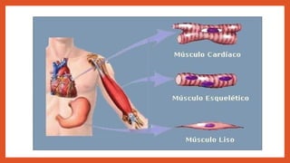 Anatomia Humana - Sistema Muscaular esqueletico | PPTX