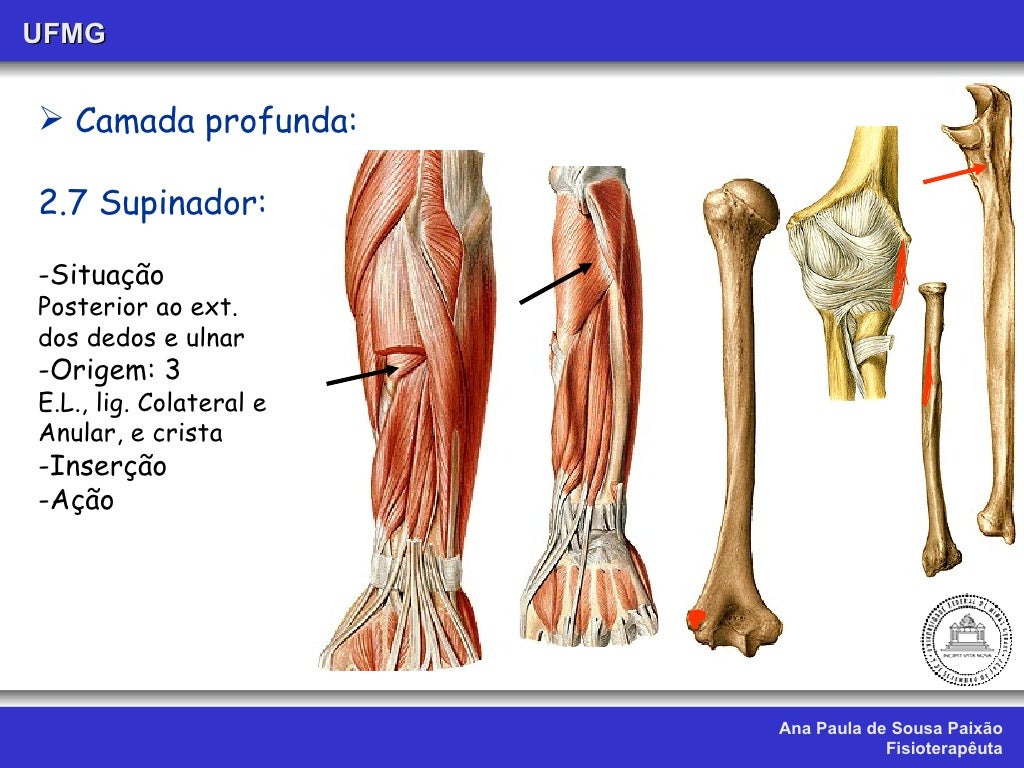 Músculos Do Membro Superior Pdf - FDPLEARN