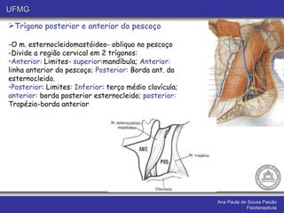 Aula ix musculos cabeça e pescoço | PPT