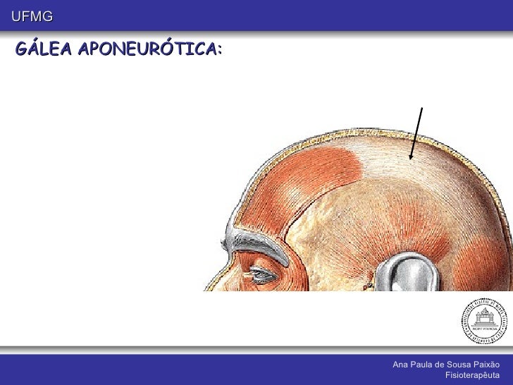 Aula ix musculos cabeça e pescoço