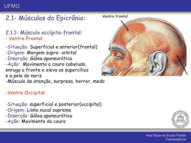 Aula ix musculos cabeça e pescoço
