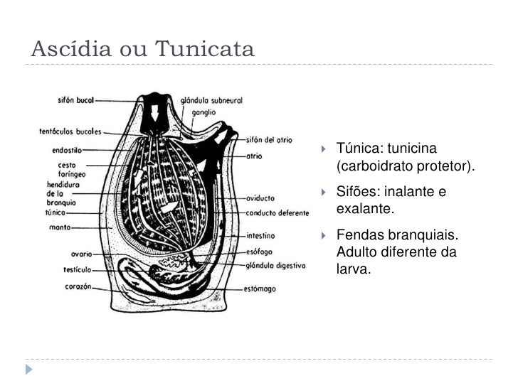 Aula Kleber Tunicados