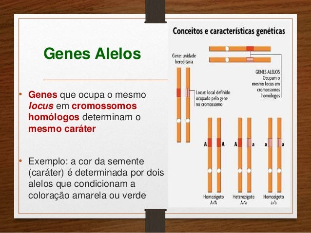 Aula lei de mendel mendelismo sandra