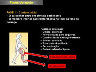 Aula Marcha humana normal.ppt