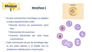 Explorando os Mecanismos e Etapas da Divisão Celular: Mitose e Meiose ...