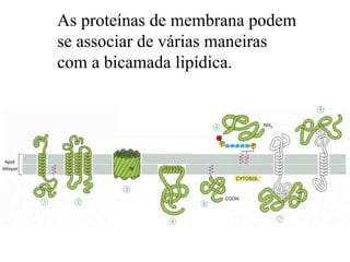 Aula sobre membrana plasmática humana e suas características | PPT