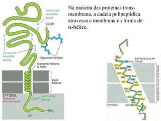 Aula sobre membrana plasmática humana e suas características | PPT