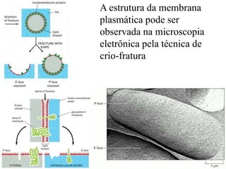 Aula sobre membrana plasmática humana e suas características | PPT