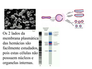 Aula sobre membrana plasmática humana e suas características | PPT