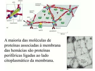 Aula sobre membrana plasmática humana e suas características | PPT