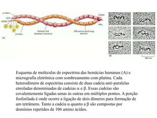 Aula sobre membrana plasmática humana e suas características | PPT