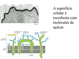 Aula sobre membrana plasmática humana e suas características | PPT