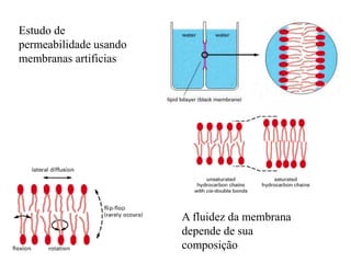 Aula sobre membrana plasmática humana e suas características | PPT