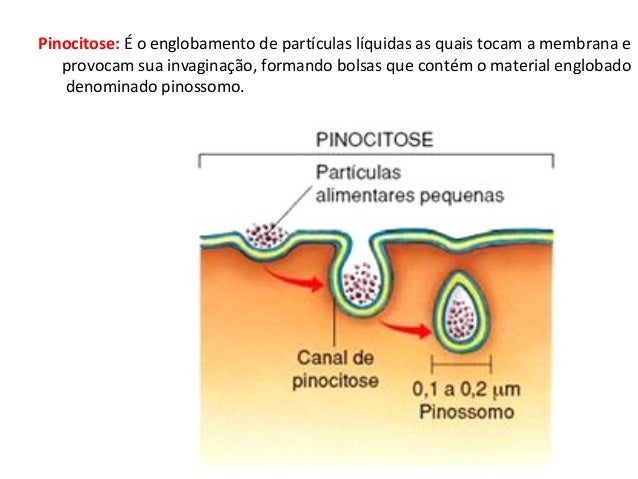Aula membrana celular 2017