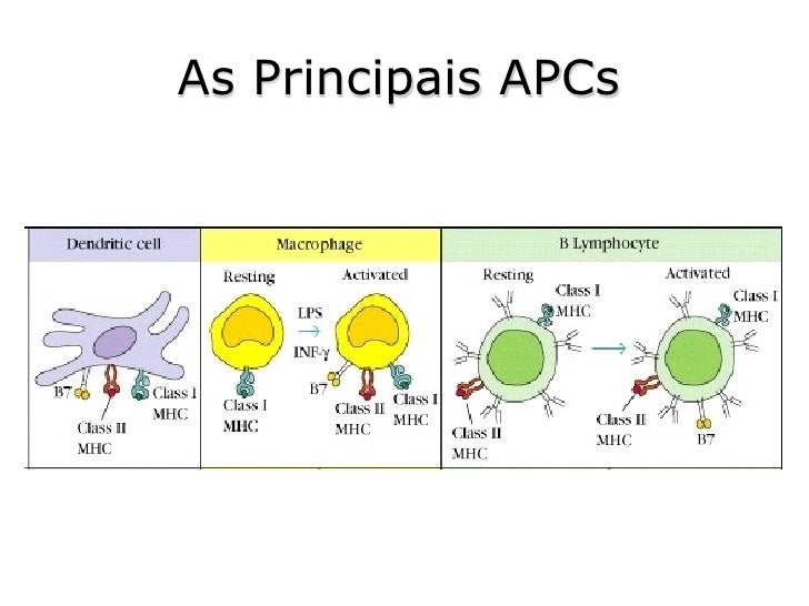 Aula Mhc Apc E Interaes Celula