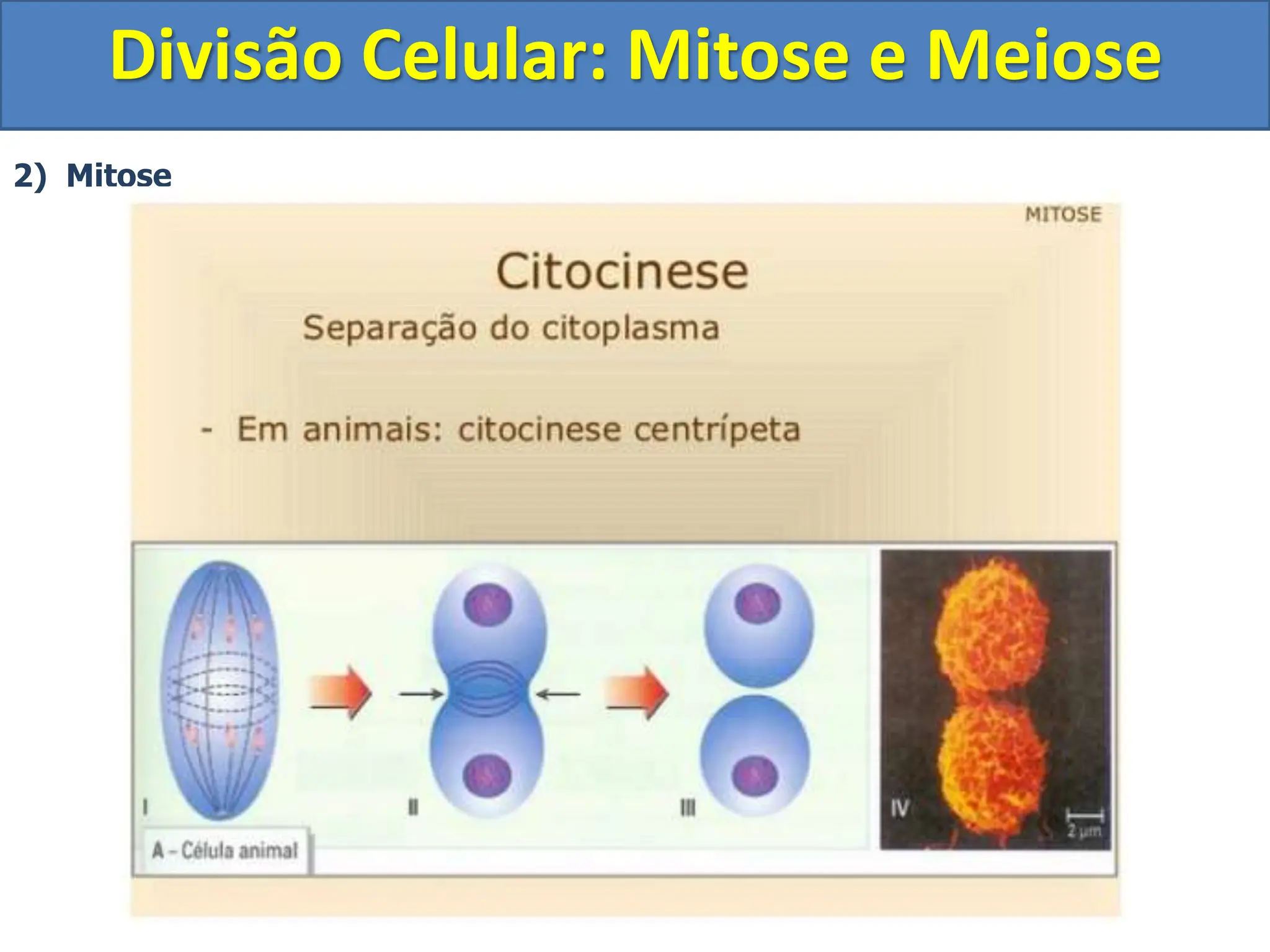 Biologia/Ciências - Divisão celular: Mitose e Meiose.ppt
