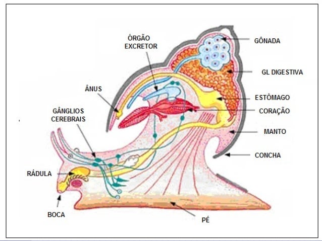 Aula Moluscos Prof. Rosalia 2ºEM