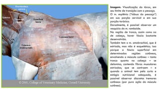 Anatomia - Musculatura do torax do equino | PDF