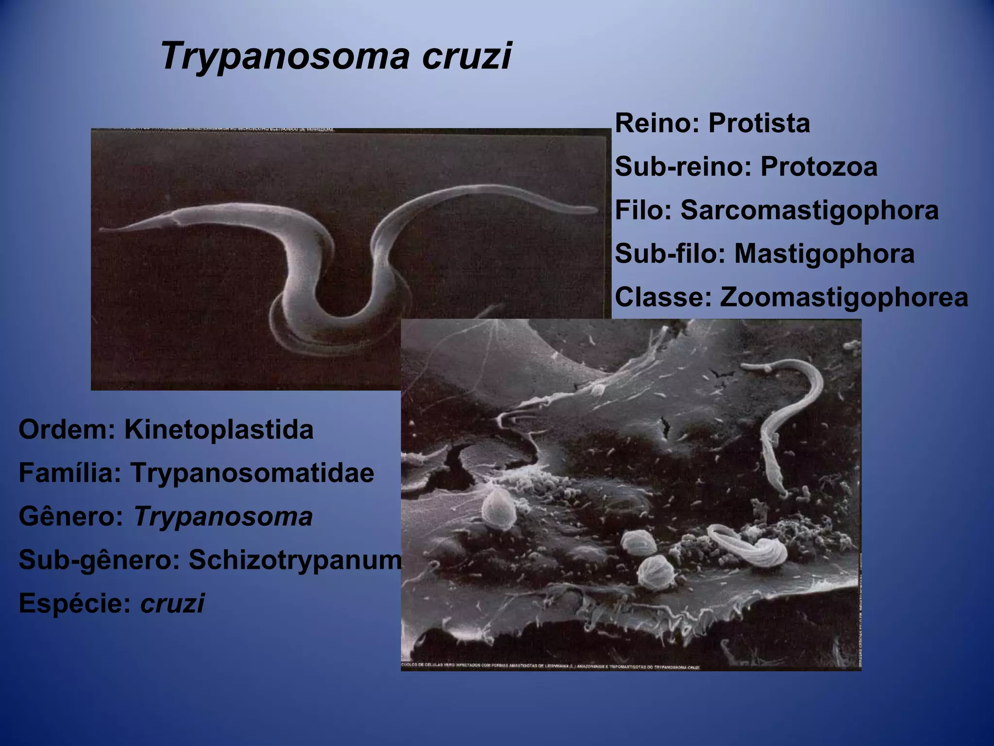 Aula n° 3 tripanossoma | PPT