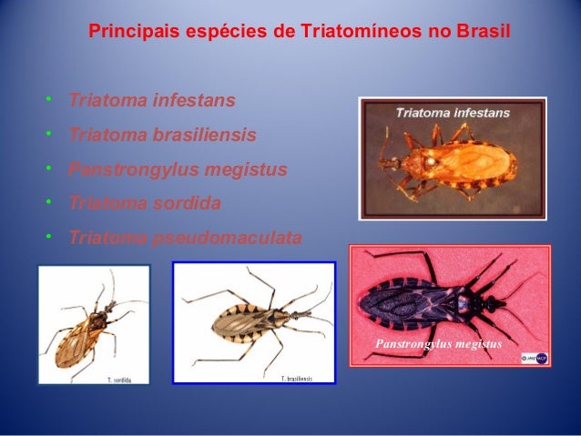 Aula n° 3 tripanossoma