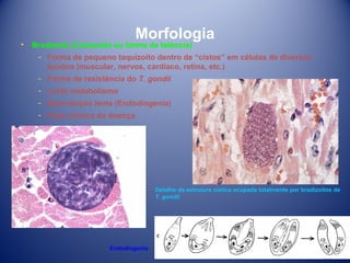 Aula n° 6 toxoplasma | PPT