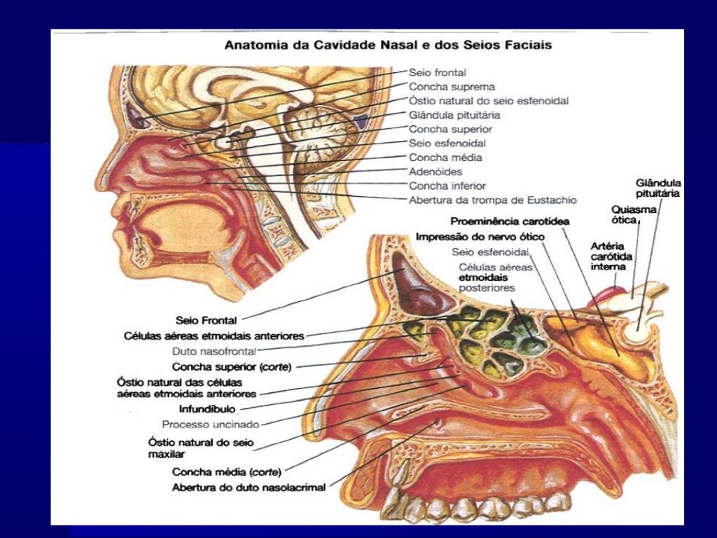 ANATOMIA FISIOLOGIA NASAL