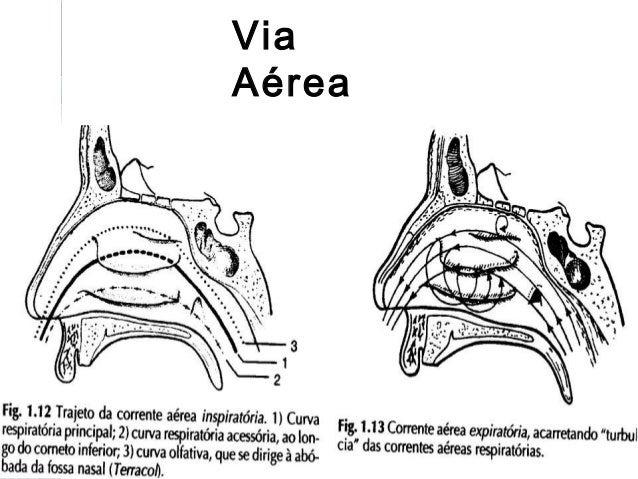 ANATOMIA FISIOLOGIA NASAL