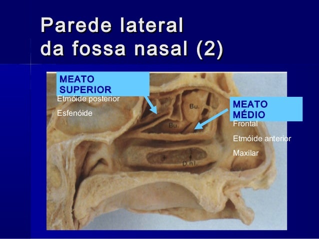 ANATOMIA FISIOLOGIA NASAL
