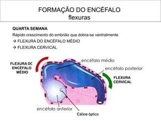 aula_neuro_embriologia neuroanatomia.pdf