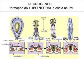 aula_neuro_embriologia neuroanatomia.pdf