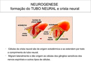 aula_neuro_embriologia neuroanatomia.pdf