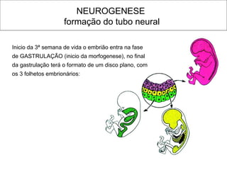aula_neuro_embriologia neuroanatomia.pdf