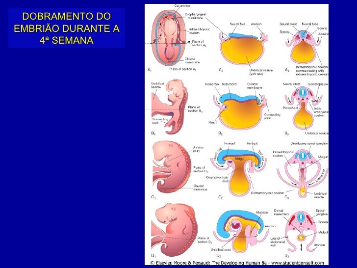 Aula organogênese