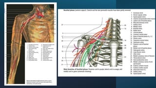 aula plexo braquial neuroanatomia aplicada.pptx