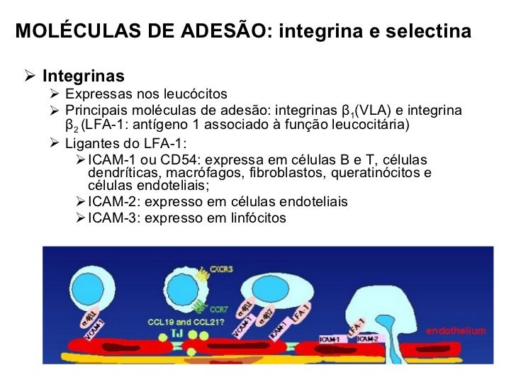Receptores linfócitos