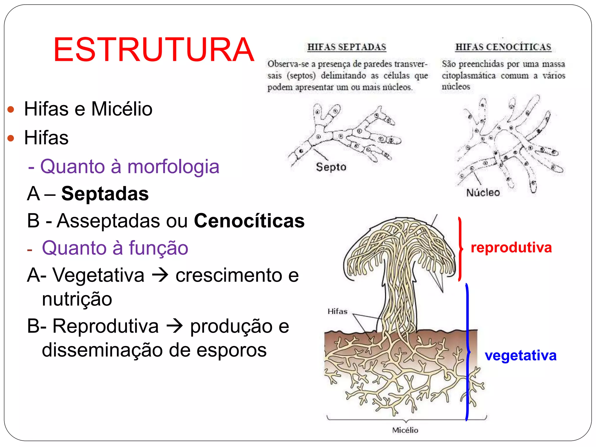 Aula Reino Fungi.ppt