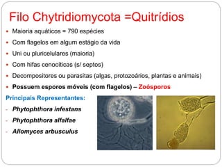 Aula Reino Fungi.ppt
