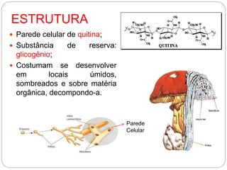 Aula Reino Fungi.ppt