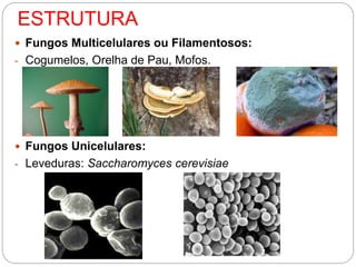 Aula Reino Fungi.ppt