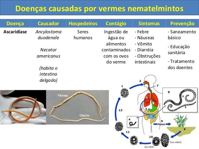Aula resumo helmintos