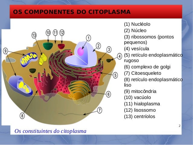 Aulas 04-citoplasma