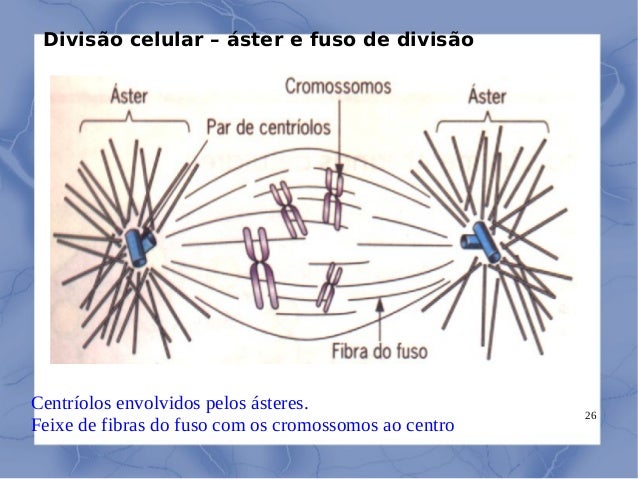 Aulas 04-citoplasma