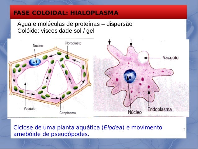 Aulas 04-citoplasma