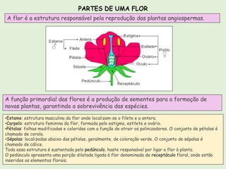 aulas de 1 a 4 botanica.pdf