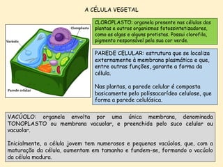 aulas de 1 a 4 botanica.pdf